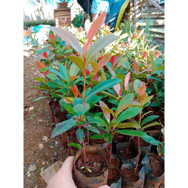 Magkono seedlings(buy 2 get 1 free) 150 each | Shopee Philippines