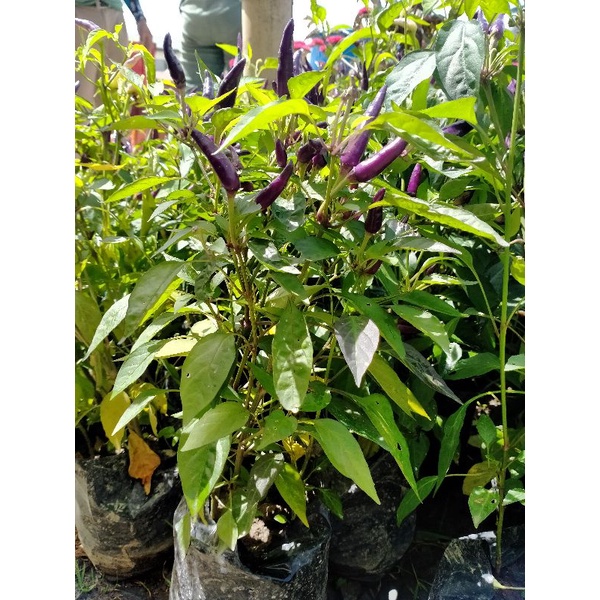 PURPLE KOREAN SILI | Shopee Philippines