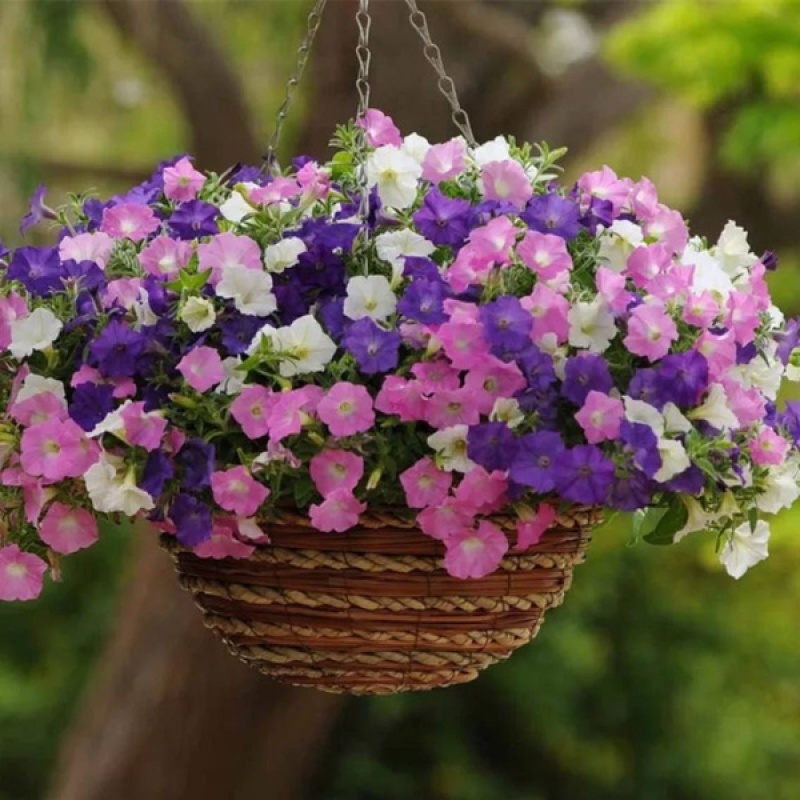 1000pcs/bag Morning Glory Flower Seeds Climbing Plants Garden Hobbies ...