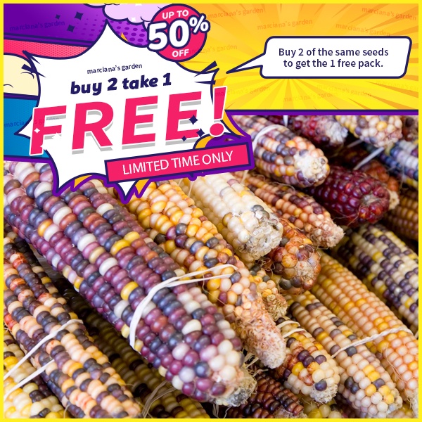 Ornamental Corn Seeds - Little Bell Corn Seeds | Shopee Philippines