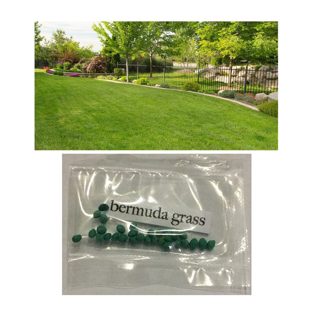 bermuda grass seeds evergreen lawn fescue buffalo grass | Shopee ...
