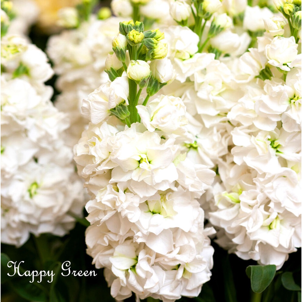 STOCK WHITE - Matthiola incana annua Excelsior - 20 seeds - RARE FLOWER ...