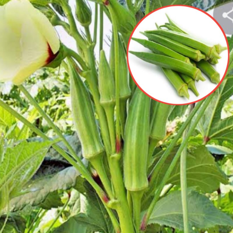Okra Seeds 1 pouch = 20 seeds | Shopee Philippines
