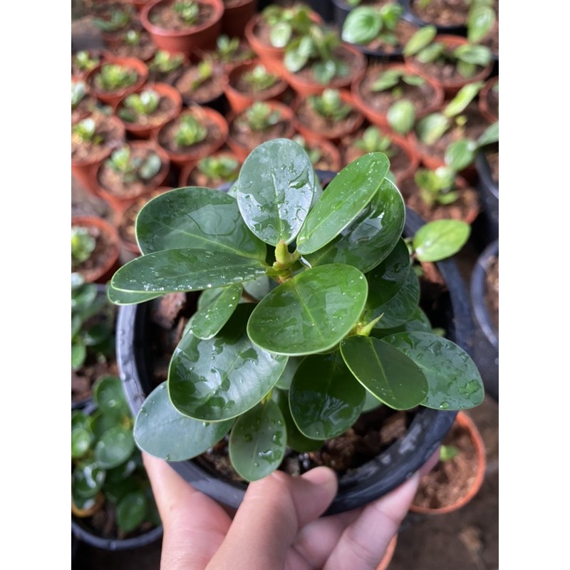 Silver Spoon Tree Golden 6 Inch Pot Auspicious | Shopee Philippines