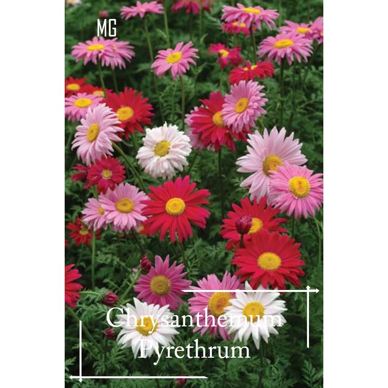 Chrysanthemum Pyrethrum seeds - 50 seed 除虫菊/驱蚊菊 - Mango Garden *Pot ...