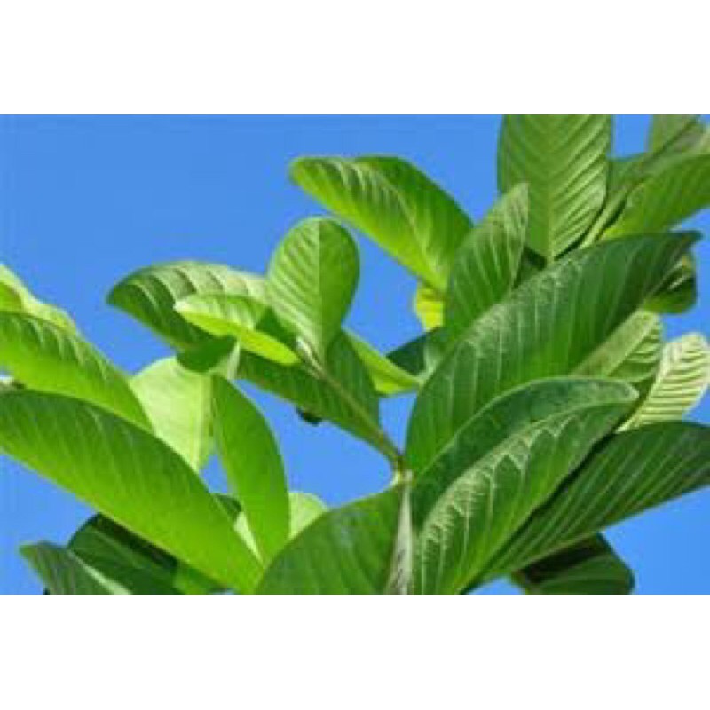 dahon ng bayabas guava leaves | Shopee Philippines