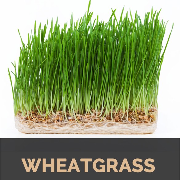 Wheatgrass Sprouts Microgreens / Wheat Grass (10 grams ) | Shopee Philippines