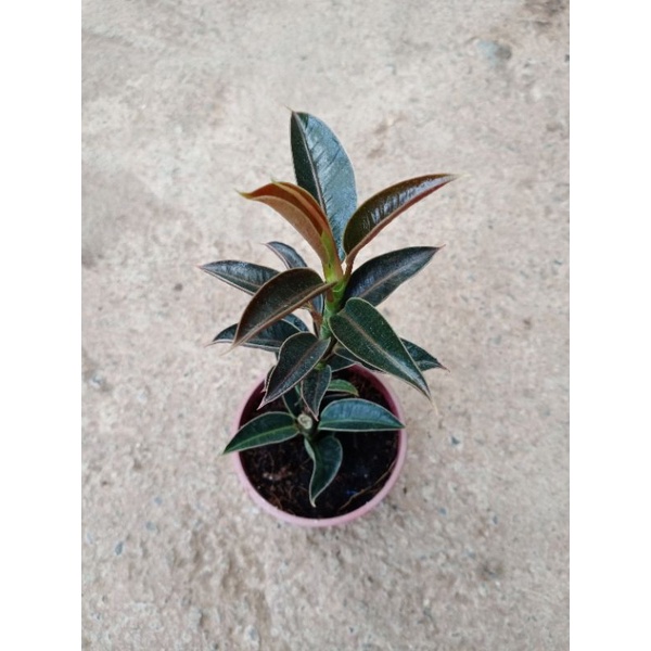 Dwarf Rubber tree (small size) | Shopee Philippines