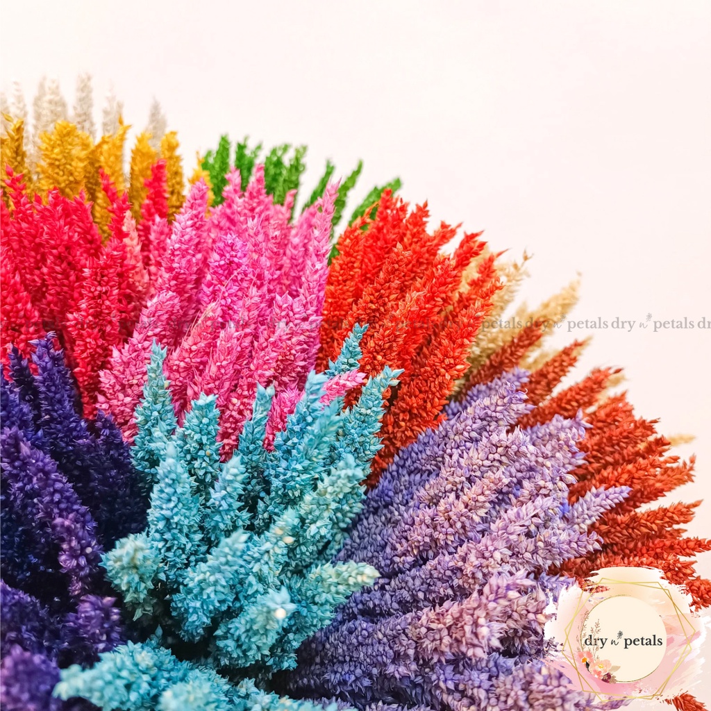 Dried Trigo Flowers (10 stems) Dried Flower Cake Topper DIY Bouquet ...