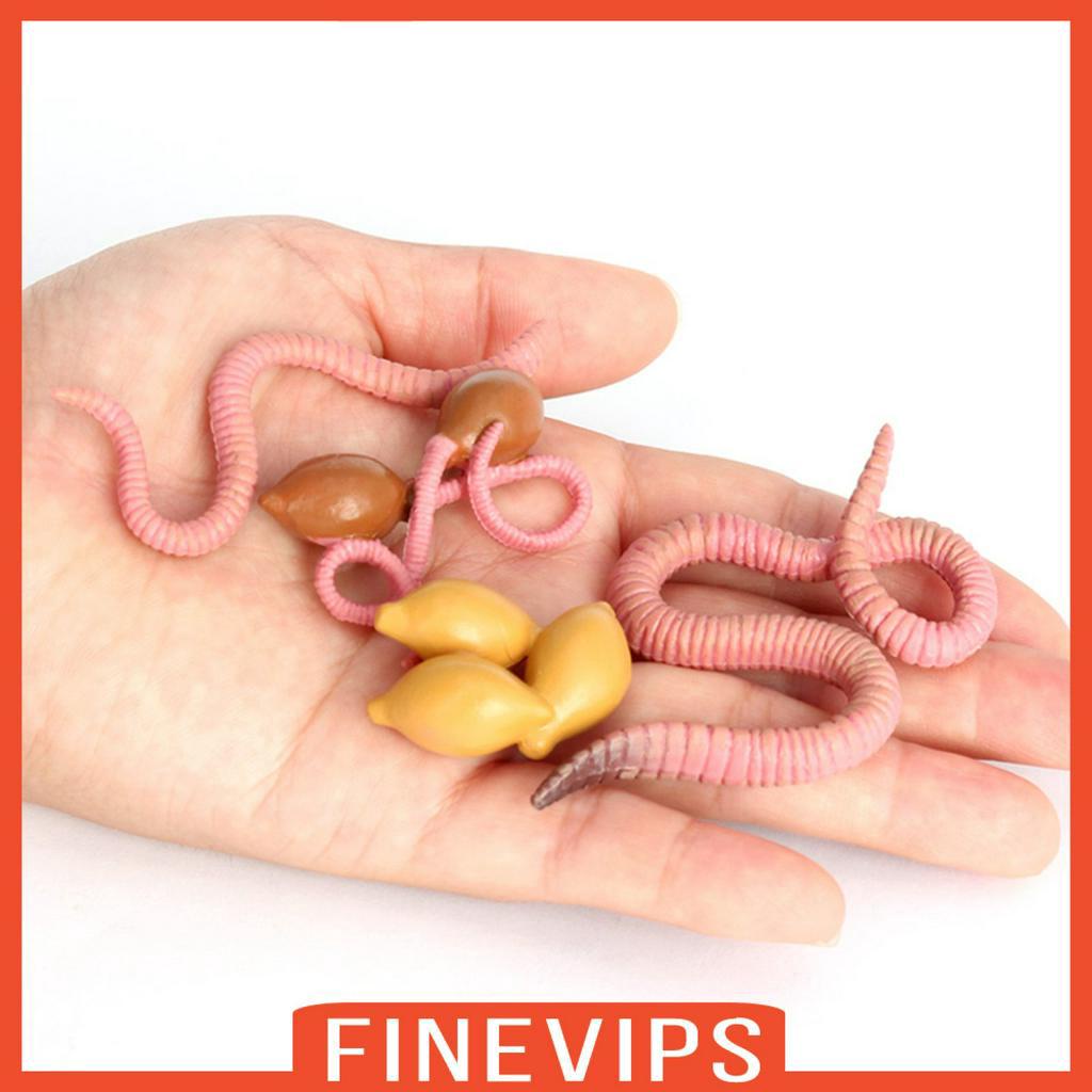 Finevips4 Stage Growth Cycle Model Life Cycle Child Toys | Shopee ...