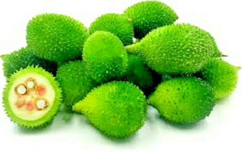 20pcs SPINE GOURD SEEDS Kantola Kakrol Momordica Dioica High Quality ...