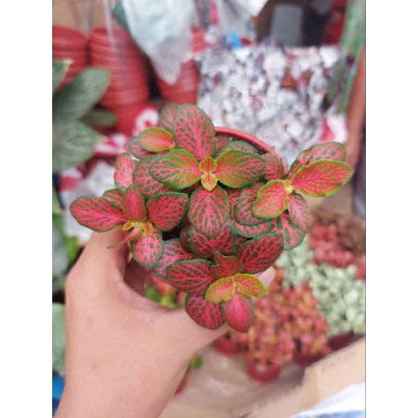 Fittonia Varieties (small size) | Shopee Philippines