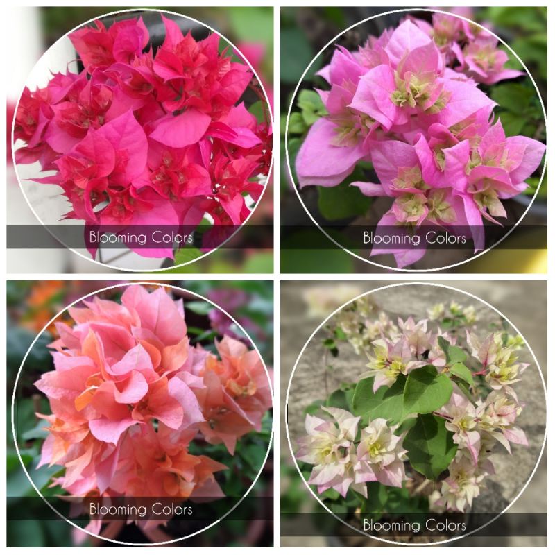 MAHARA (36 Petals) Bougainvillea Stem Cuttings (1 stem, no roots ...