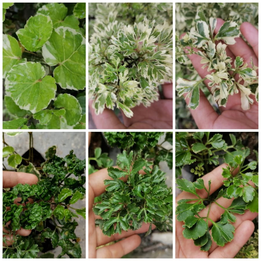Papua plant/ Aralia (7 Varieties, roots and soil intact) | Shopee ...