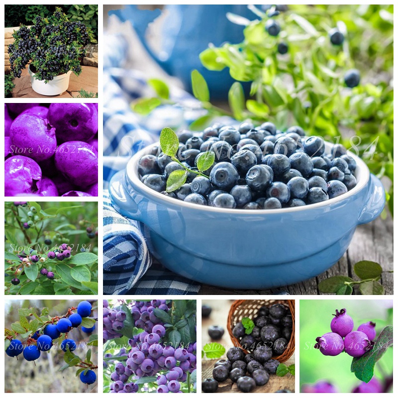 Blueberry Seeds 200 Pcs Edible Bonsai Blueberry Fruit Plant Dwarf ...
