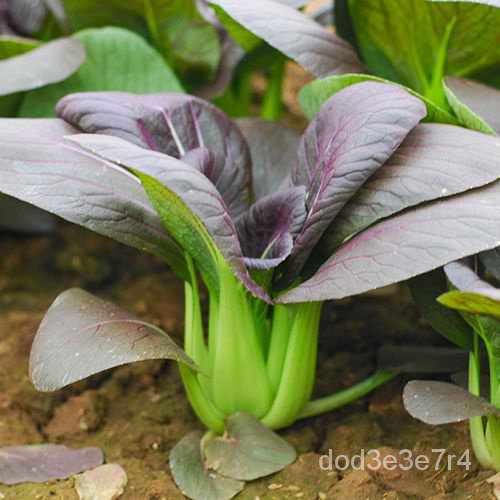Spot 100% plump seedsSulit Pack Purple Pechay Pak Choi Vegetable Seeds ...