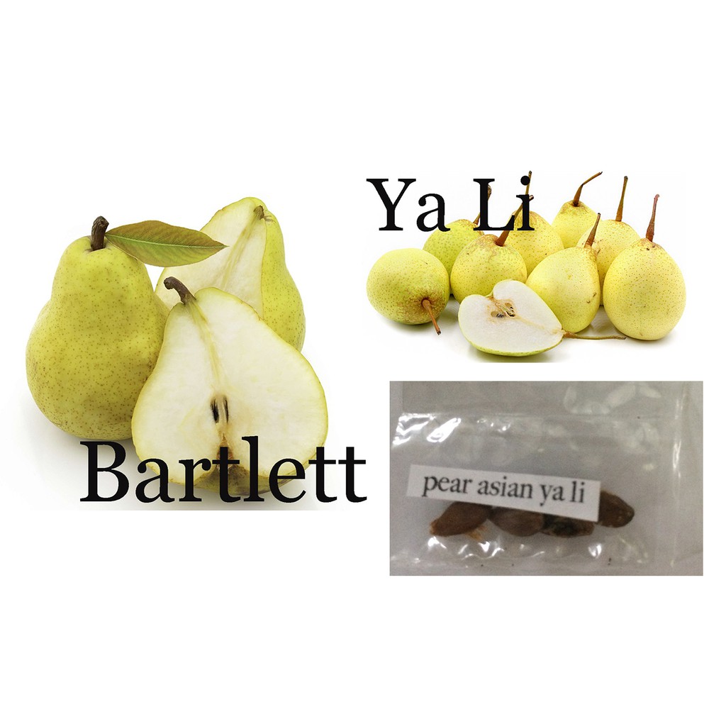 asian pear fruit mix bonsai plant tree seeds ya li barlett red korean ...
