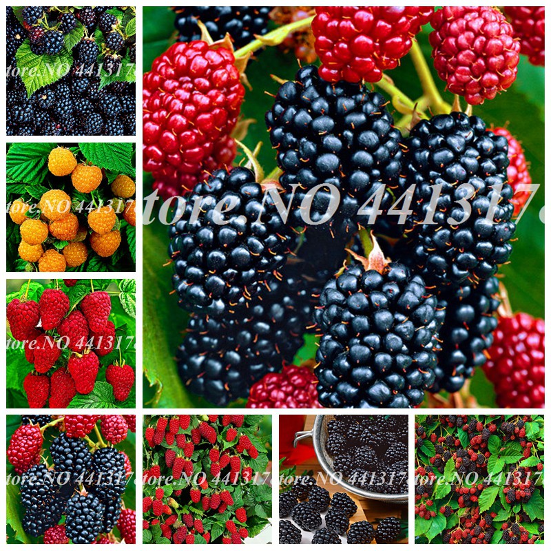 Multi-Color Raspberry Bonsai 200 Pcs Seeds Mix Succulent Raras ...