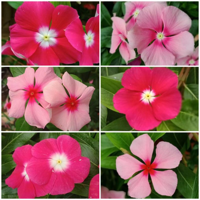 hanging Periwinkle/Vinca 6 colors in 1 pack (10 seeds/color) | Shopee ...