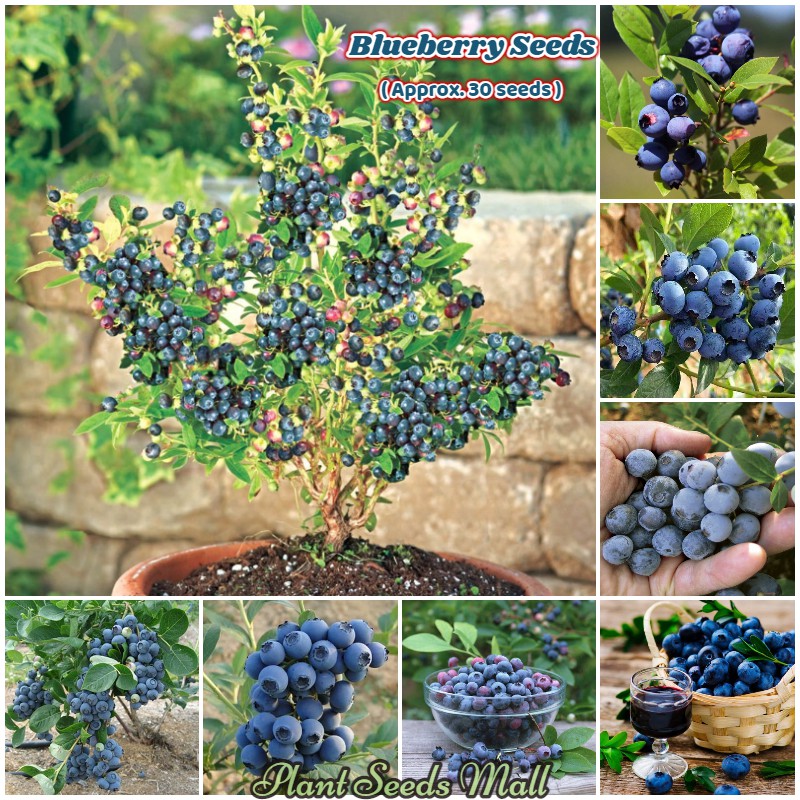 [Fast Delivery] High Quality Blueberry Seeds for Sale Bonsai Fruit Tree ...