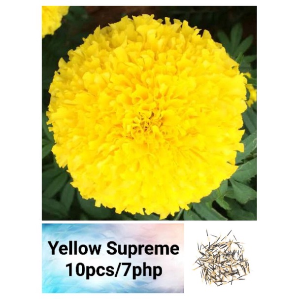 Marigold Yellow Supreme Seeds (10pcs) | Shopee Philippines