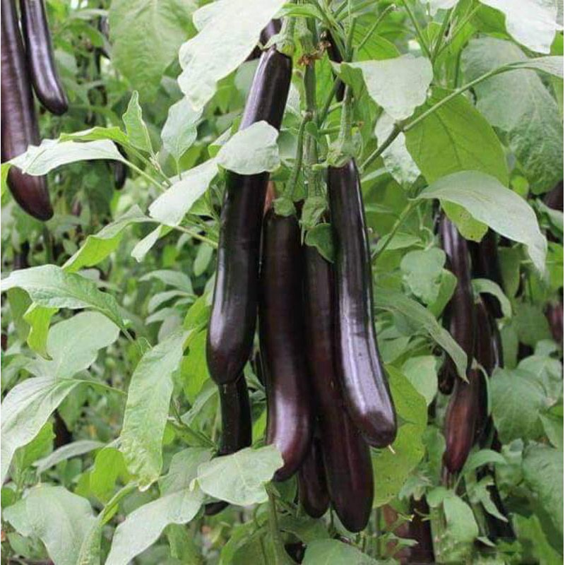 (100 seeds) Long Purple Eggplant EGGPLANT LONG PURPLE VEGETABLE SEEDS ...