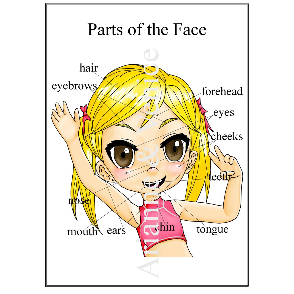 A4 Reusable Laminated Parts of the Face Wall Chart for Kids and Online ...