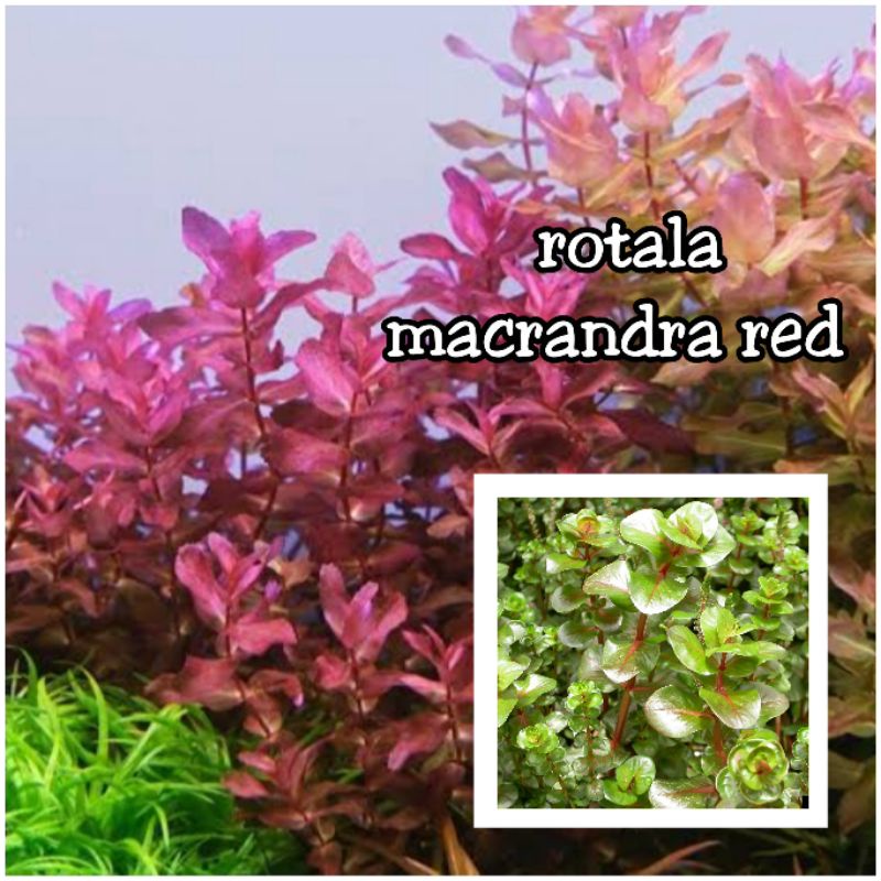 Rotala macrandra red Aquatic plants ( 5stems ) | Shopee Philippines