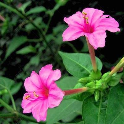 Purple Jasmine flower seeds nocturnal fragrance potted earth gardening ...