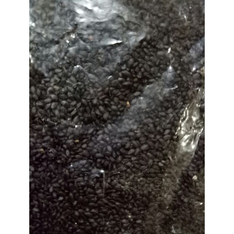 Coarse Fruit Basil Seeds 100g | Shopee Philippines