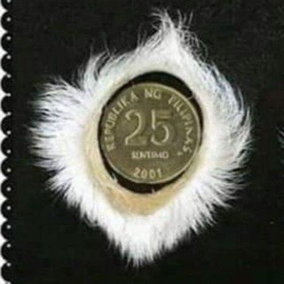 Pilik Mata ng Kambing with Manual instruction | Shopee Philippines