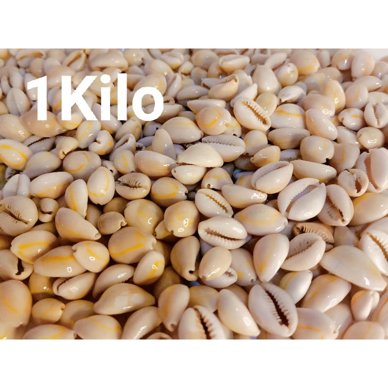 Sea Shells SIGAY Shells 1kilo | Shopee Philippines