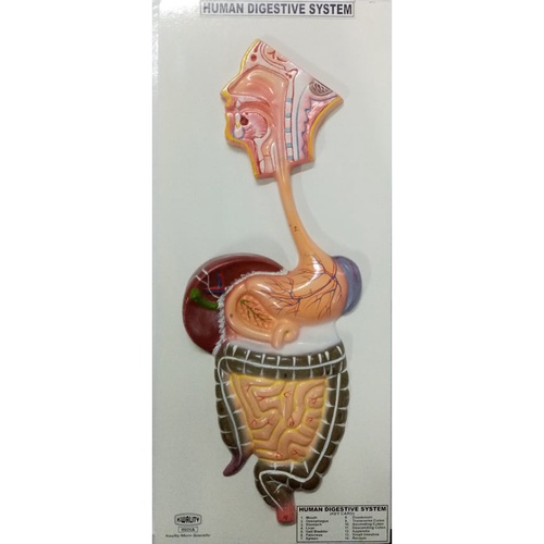 Human Digestive System Onboard Model | Shopee Philippines