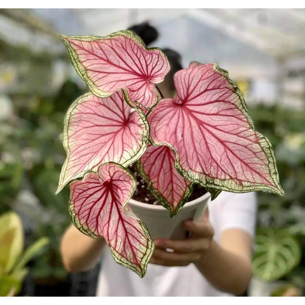Rare Caladium Plant Seeds Multiple Variations | Shopee Philippines