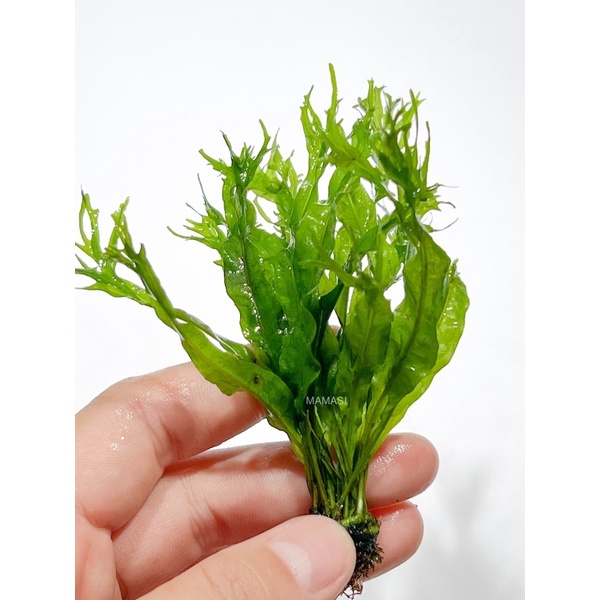Black Root Fern's Antler' windelov | Shopee Philippines