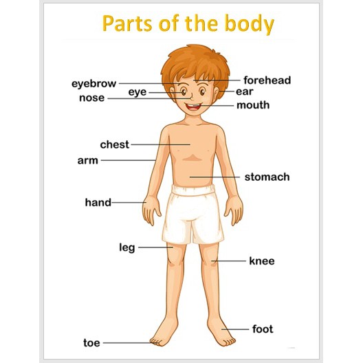 Laminated Charts Parts of the body, Educational chart for kids (size 8 ...