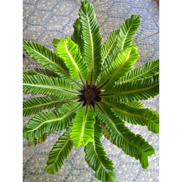 (NEW!) Cobra Fern Medium to Large | Shopee Philippines