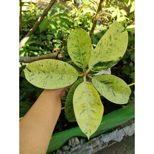 shivereana Moonshine rubber tree | Shopee Philippines