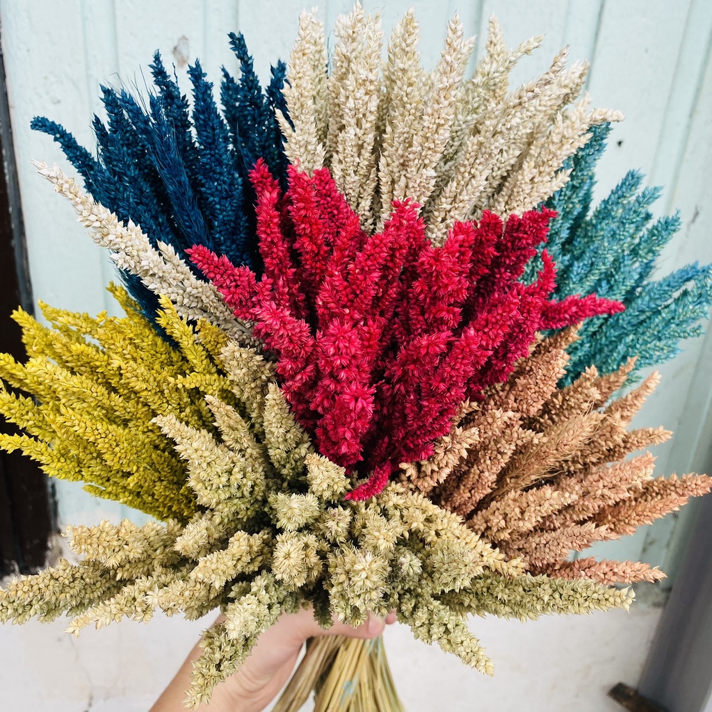 DRIED LOCAL TRIGO (1 stem) Preserved Real Flower | SUCCULENG | Shopee ...