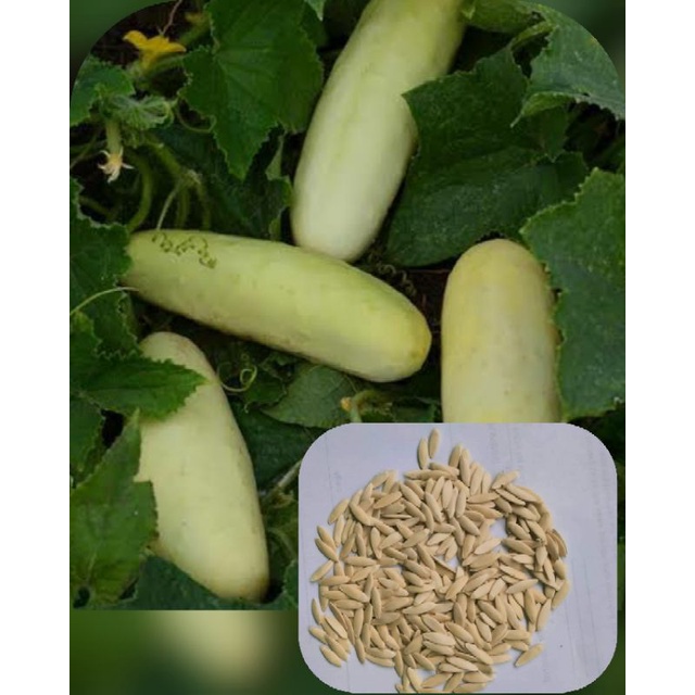 Cucumber (Pipino) Seeds (10 seeds) | Shopee Philippines