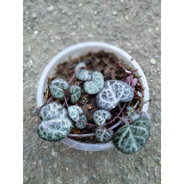 string of heart (regular size) | Shopee Philippines