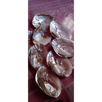 ABALONE SHELL NATURAL SHELL | Shopee Philippines