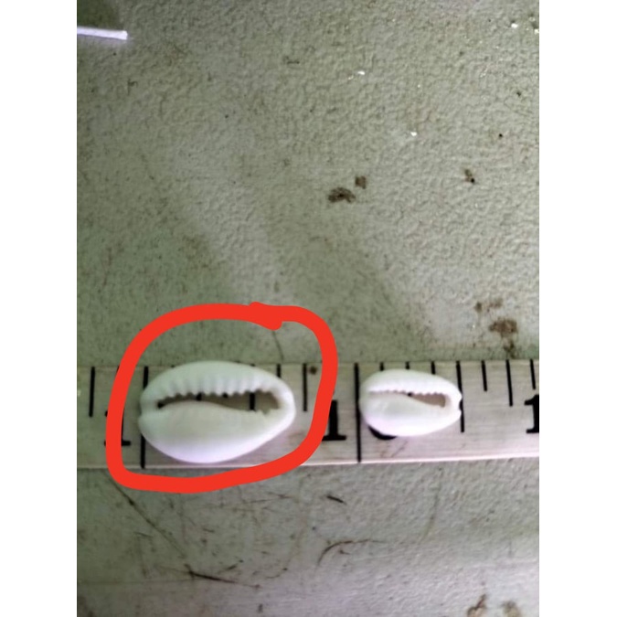 100 pcs Cowrie/Sigay half cut skeleton shells for bead making, DIY ...