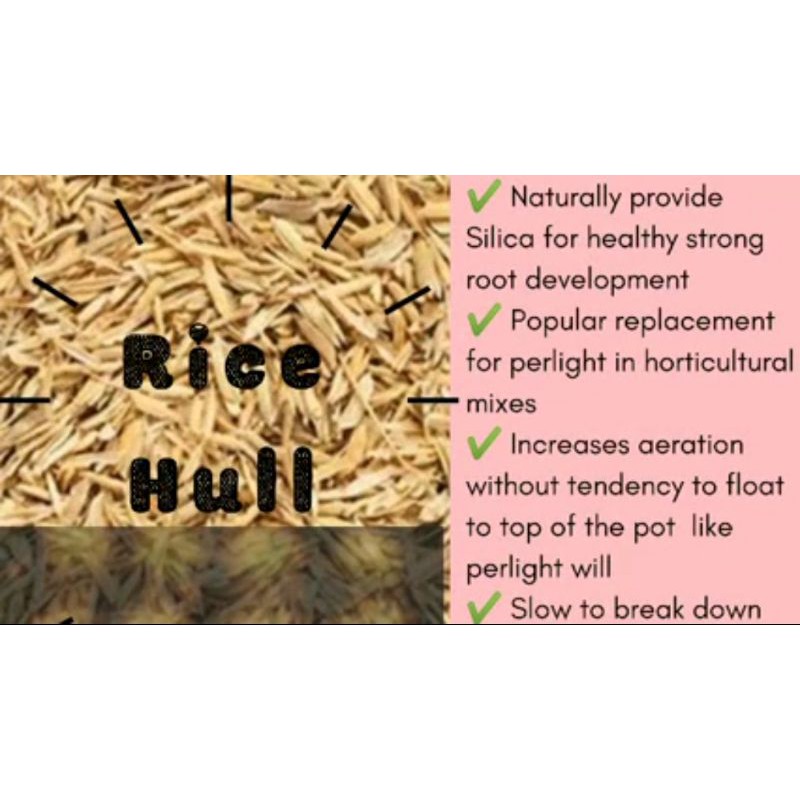 Rice Hull / Ipa ng Palay / Tipasi / Pasi For Sale 250g | Shopee Philippines