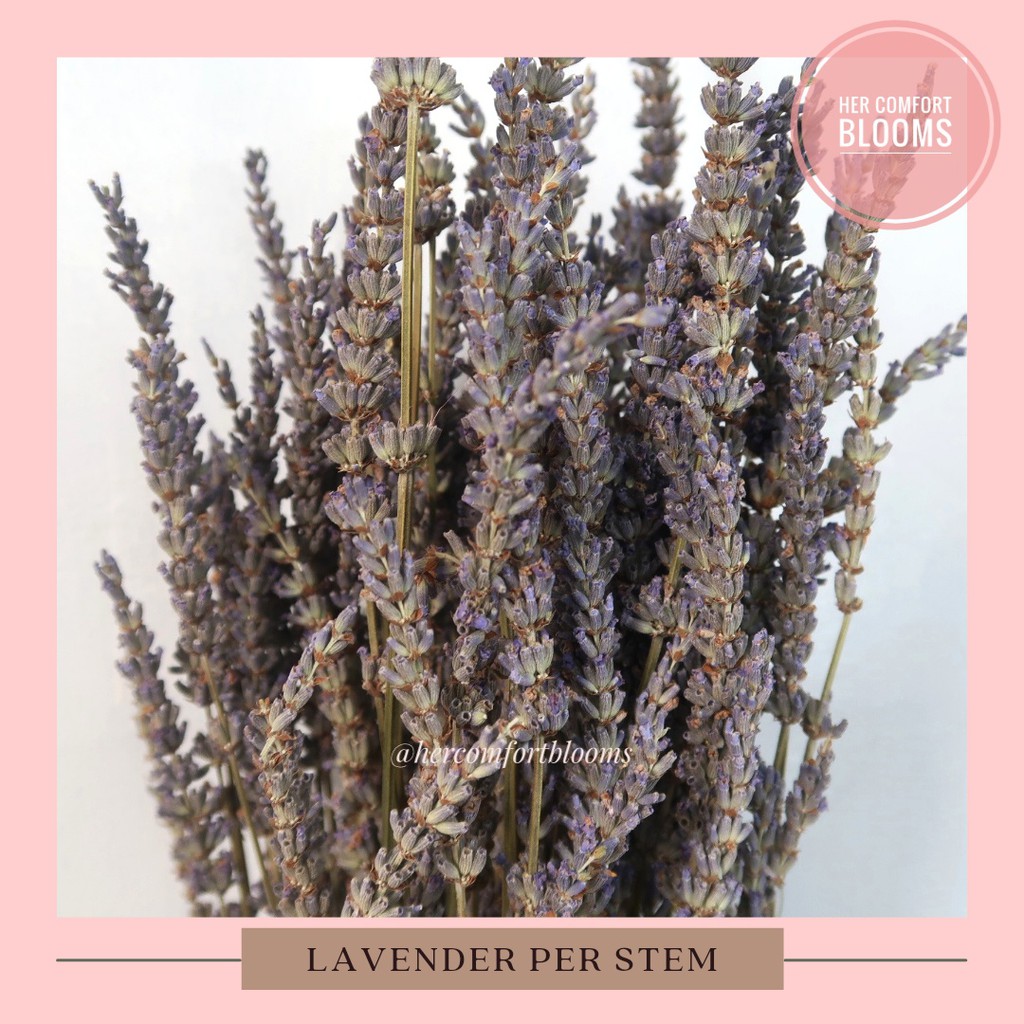 Dried Flower Lavender (3 STEMS/3 PCS) | Shopee Philippines