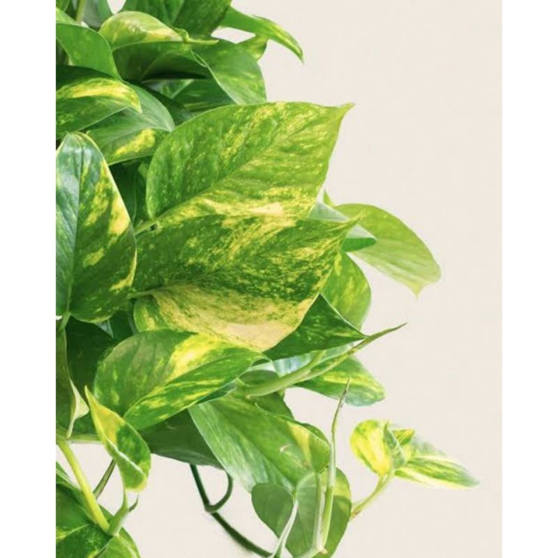 Dwarf Variegated Golden Pothos Live Plant | Shopee Philippines