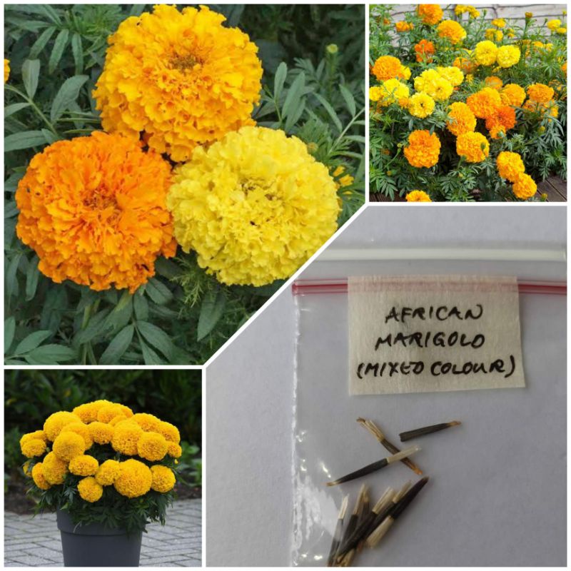 African Marigold Mixed Colours Seeds | Shopee Philippines