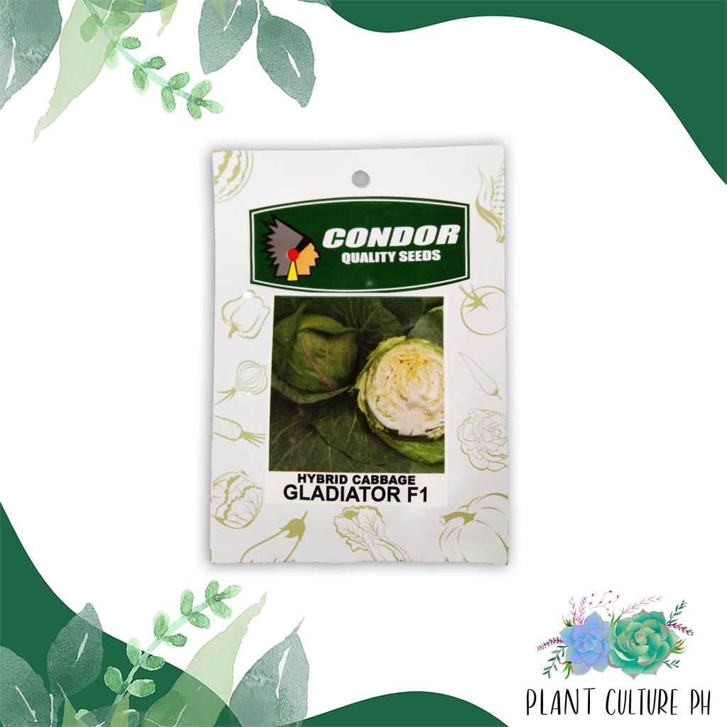 Condor Quality Seeds Hybrid Cabbage Gladiator F1 1G | Shopee Philippines