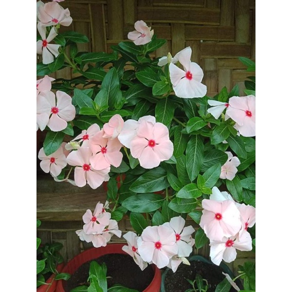 Periwinkle/Vinca Peach Variety #23 (10 seeds) | Shopee Philippines