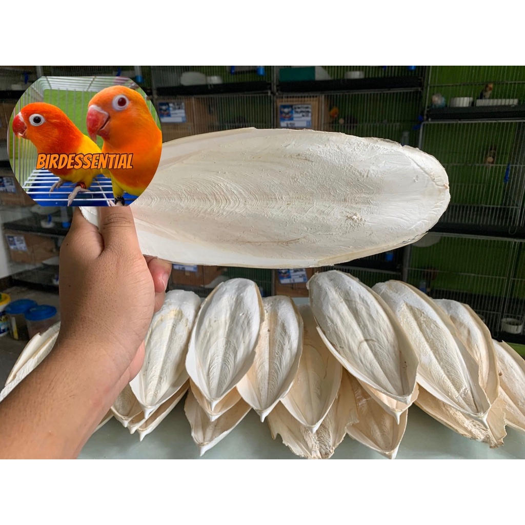 Cuttlebone for birds | Shopee Philippines